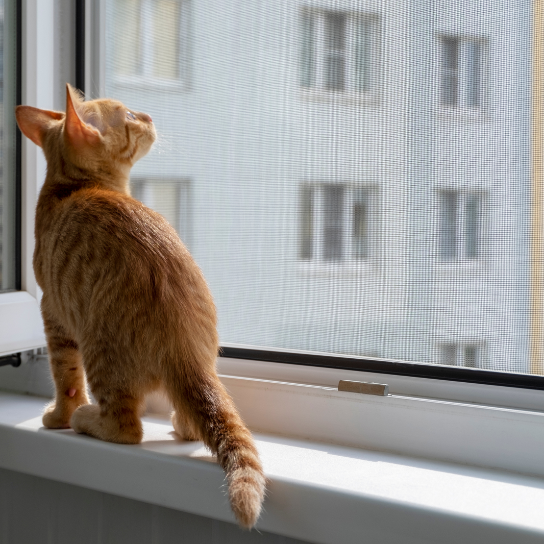 Pet Mesh – Cyclone Screening